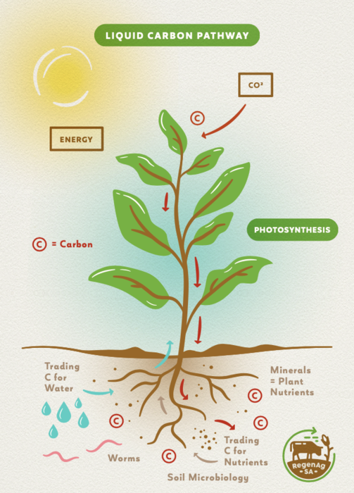 The Liquid Carbon Pathway :: Regenag-sa