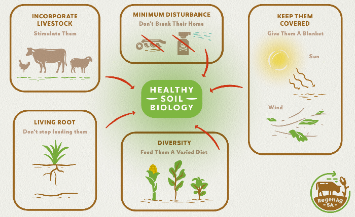5 Soil Health Principles :: Regenag-sa